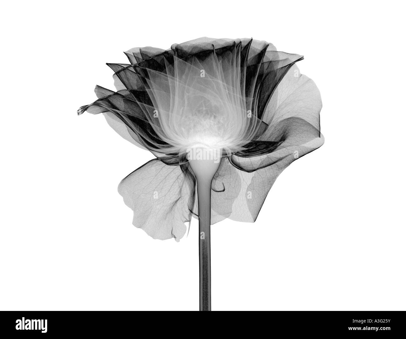 X ray flower Black and White Stock Photos & Images - Alamy