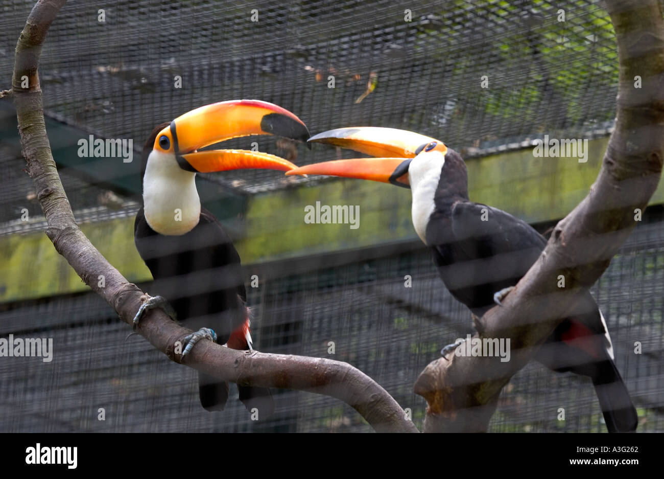 Toco Toucans in captivity Ramphastos toco Stock Photo - Alamy