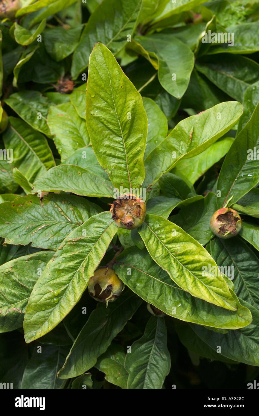 Nottingham medlar hi-res stock photography and images - Alamy