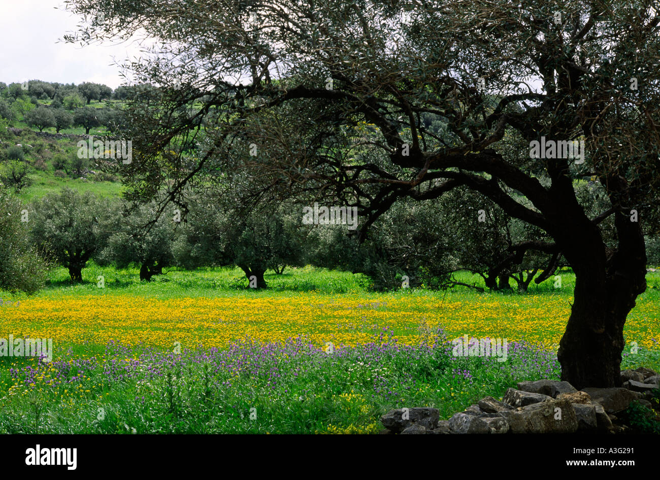 Olive Grove (Olea europaea) Crete, Greece Stock Photo - Alamy