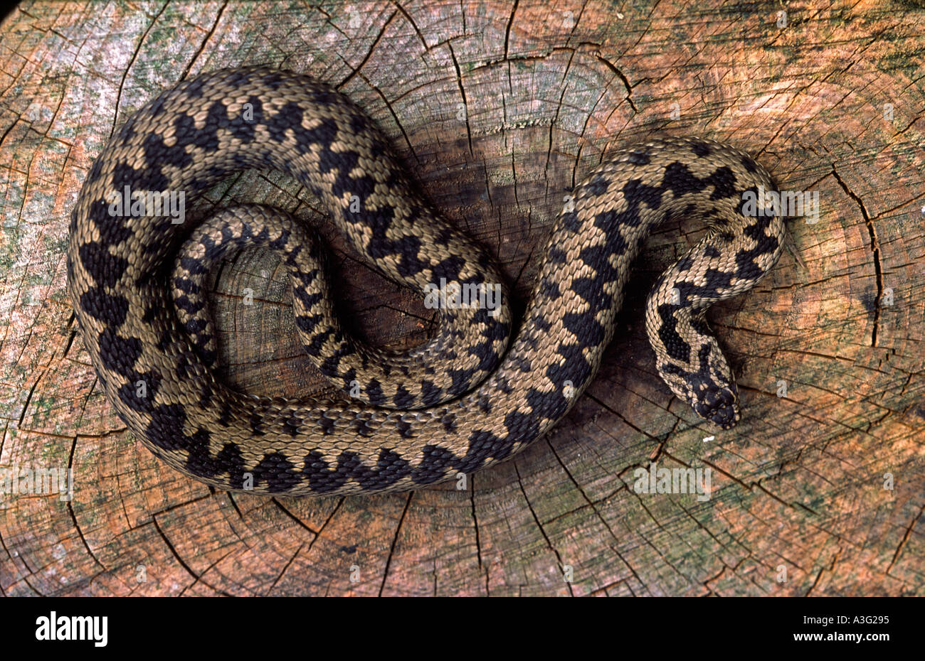 Poison adder hi-res stock photography and images - Alamy