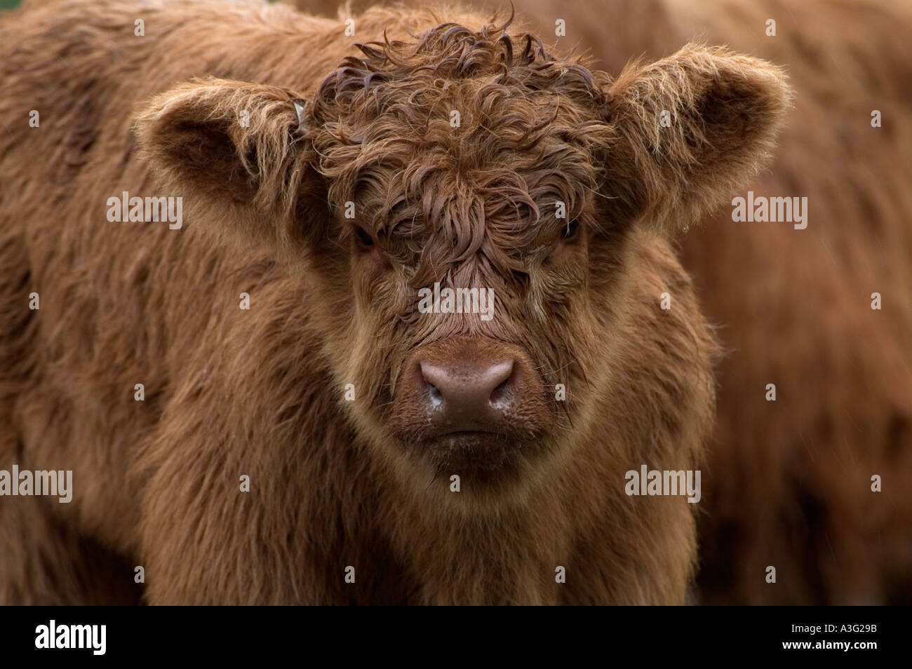Highland Cattle: Calf Stock Photo - Alamy