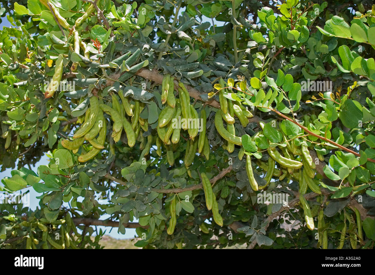 Carob or Locust tree: Ceratonia siliqua Stock Photo - Alamy