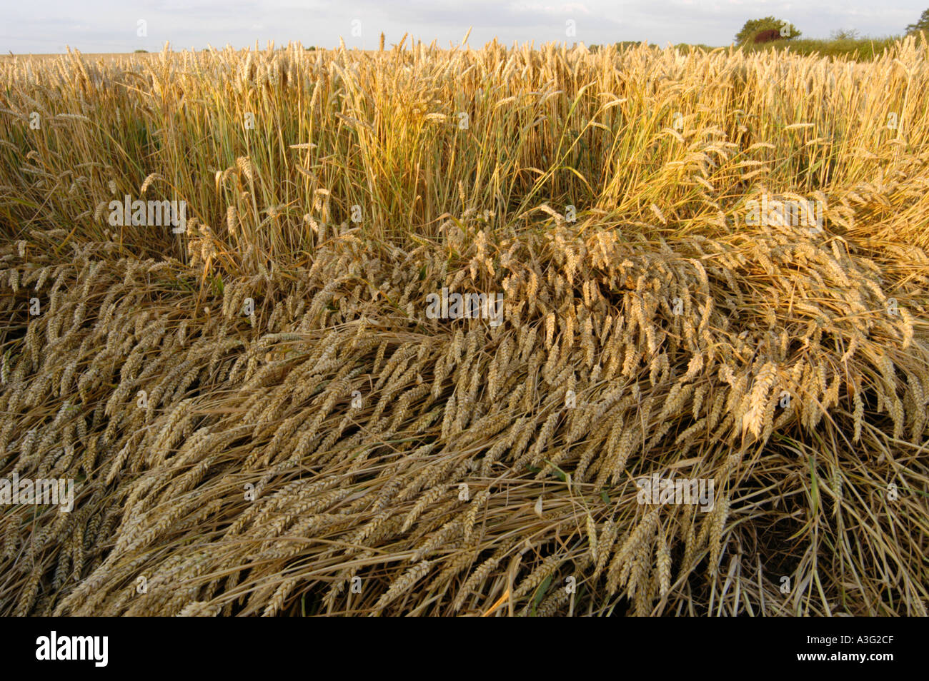 Wheat field at dusk Stock Photo - Alamy