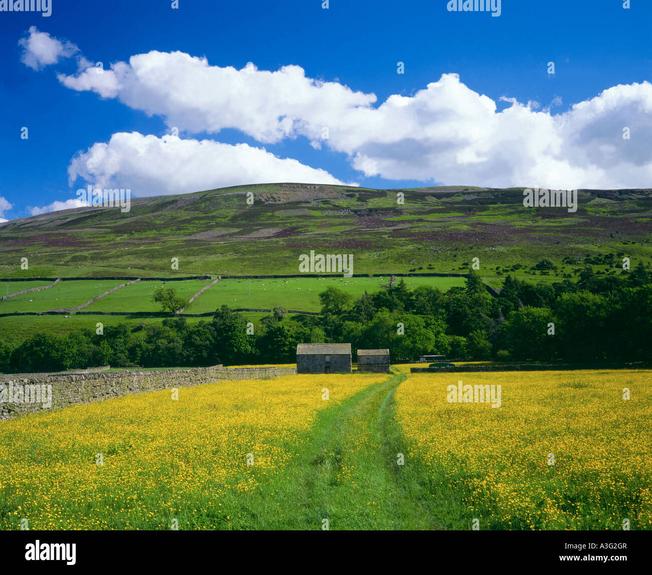 springtime meadows below high harker hill healaugh swaledale yorkshire ...