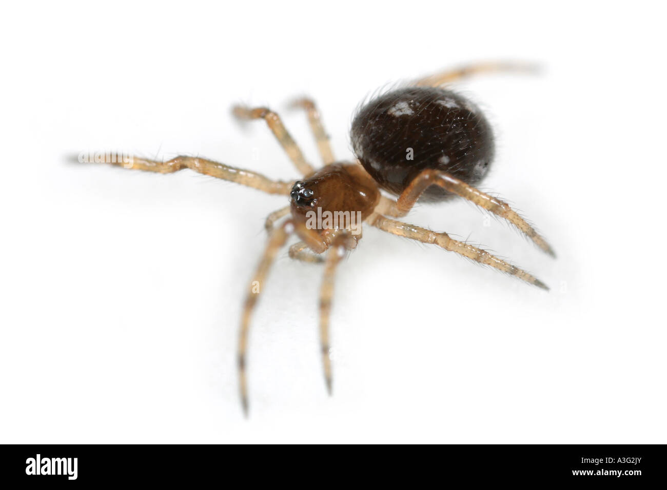 Crustullina hi-res stock photography and images - Alamy