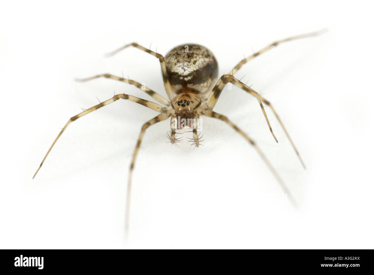 Drapetisca socialis spider, family Linyphiidae, on white background ...