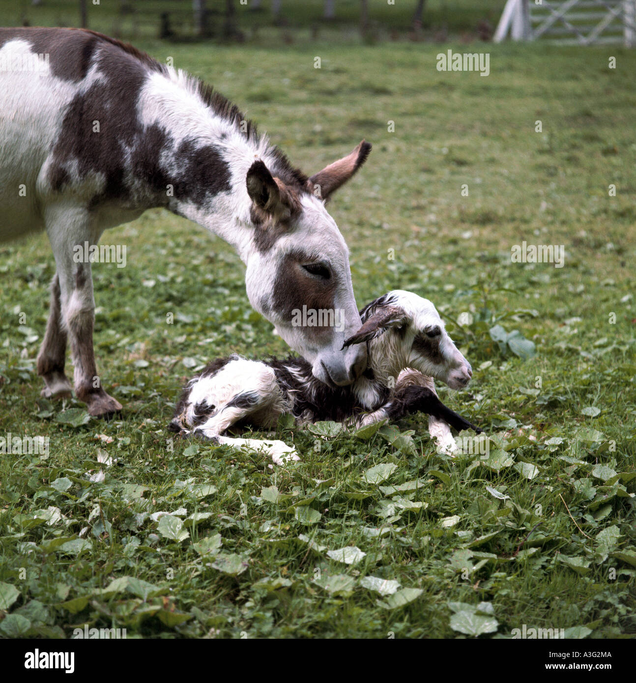 DONKEY and her new born foal Stock Photo - Alamy