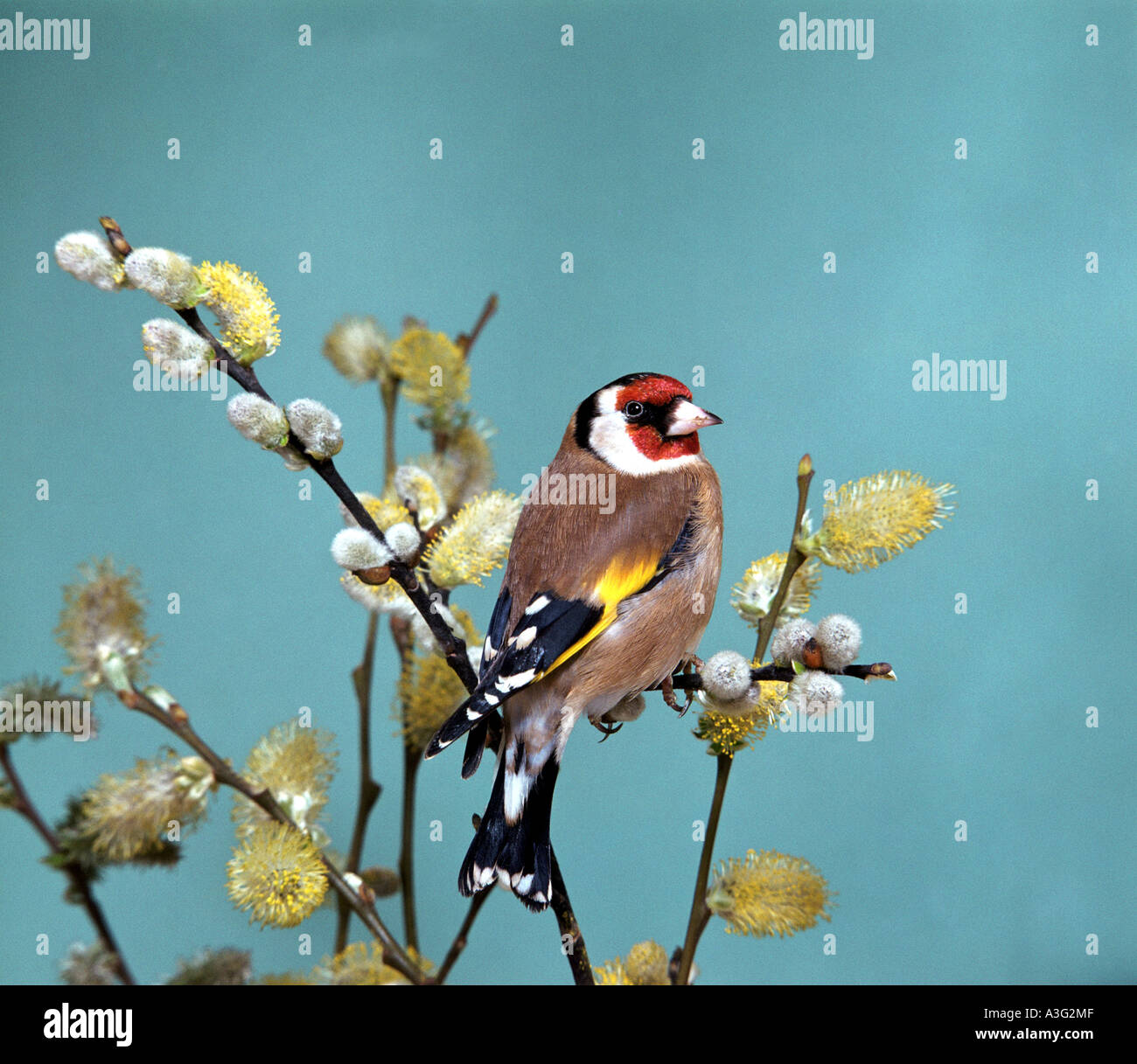 Finch family hi-res stock photography and images - Alamy