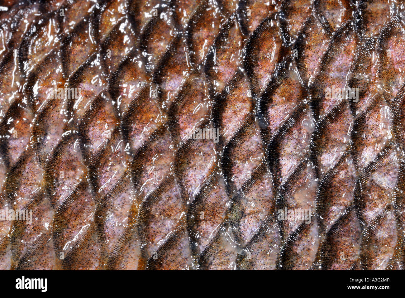 Salmon scales hi-res stock photography and images - Alamy