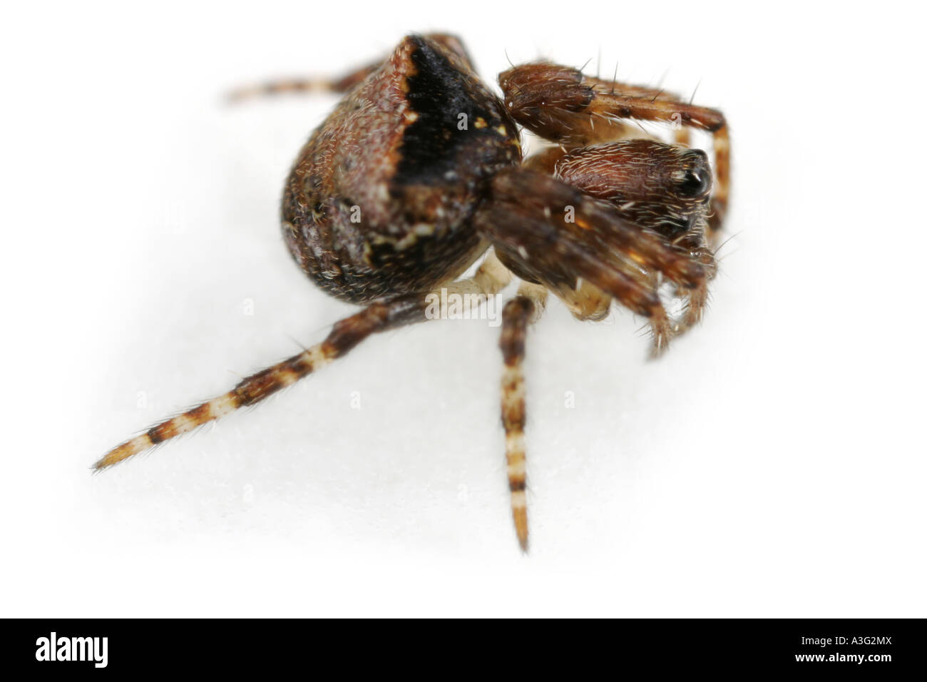 Gibbaranea omoeda spider, Araneidae family Stock Photo - Alamy