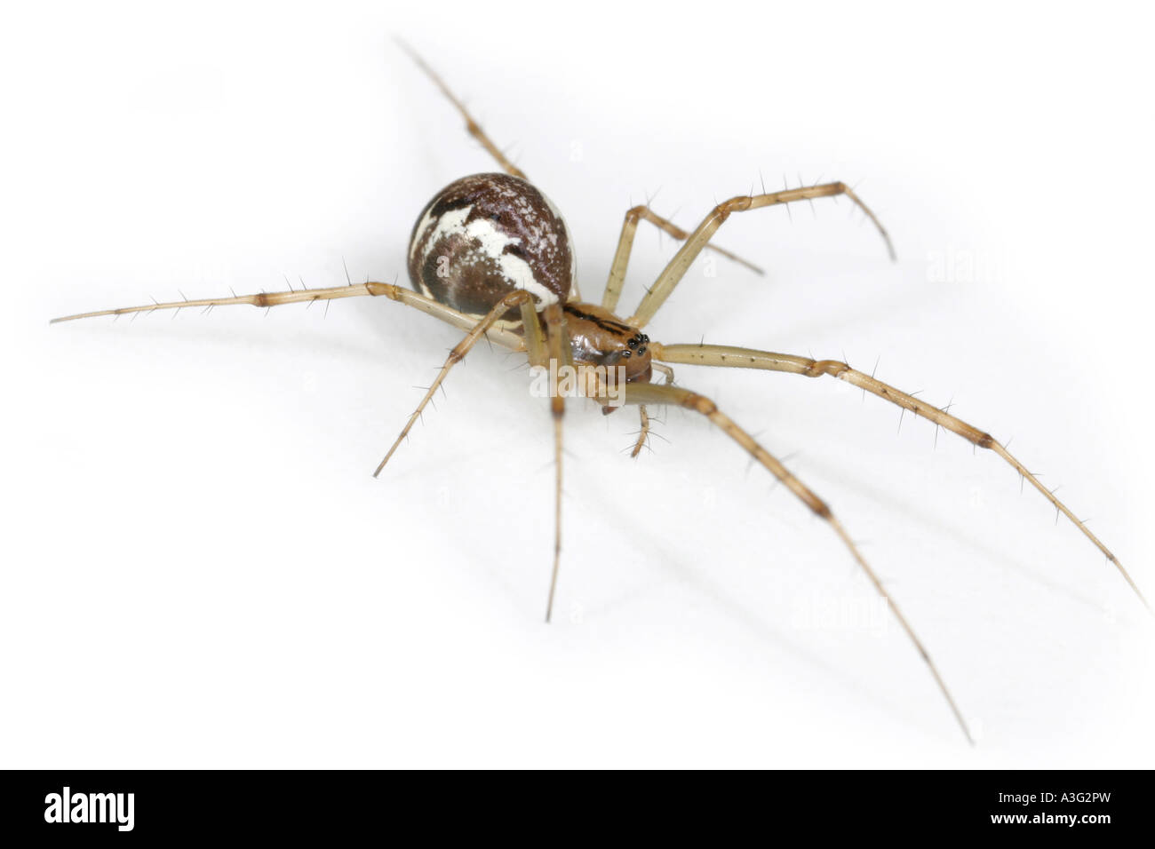 A Linyphia triangularis spider, Linyphiidae family, on white background ...