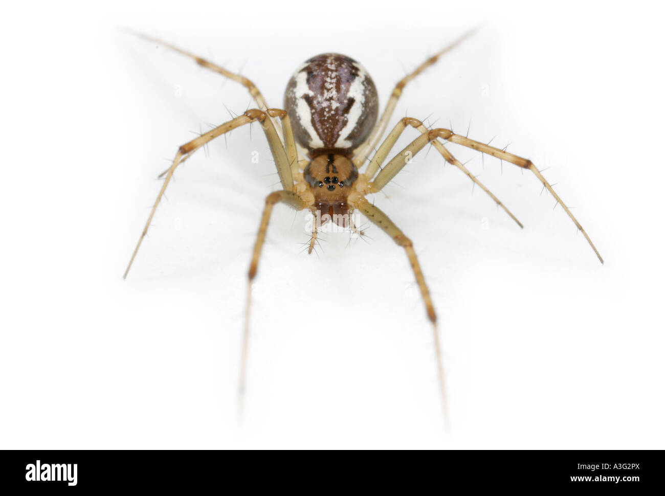 A Linyphia triangularis spider, Linyphiidae family, on white background ...