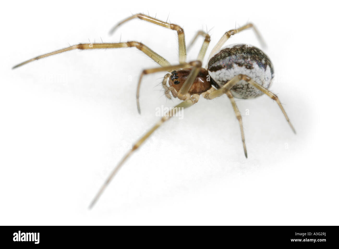 A Neriene peltata spider, Linyphiidae family, on white background Stock ...