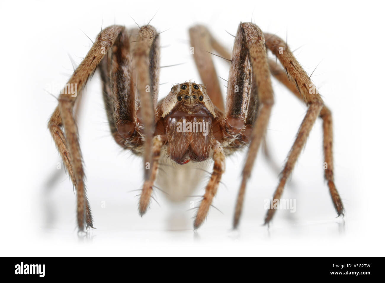 Pisaura mirabilis also called the Nursery Web Spider, family Pisauridae ...