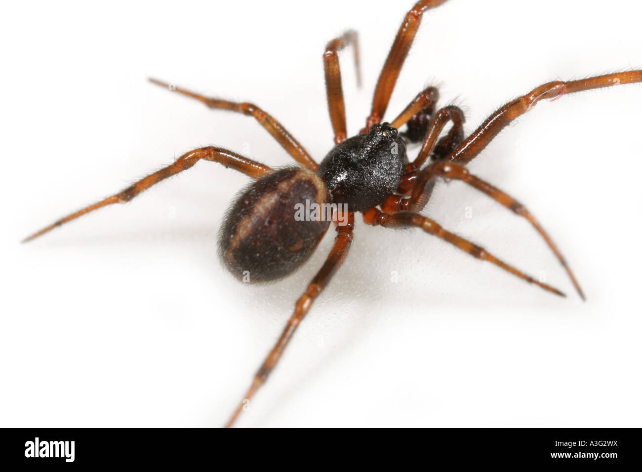 A male Steatoda bipunctata spider, Theridiidae family, on white ...