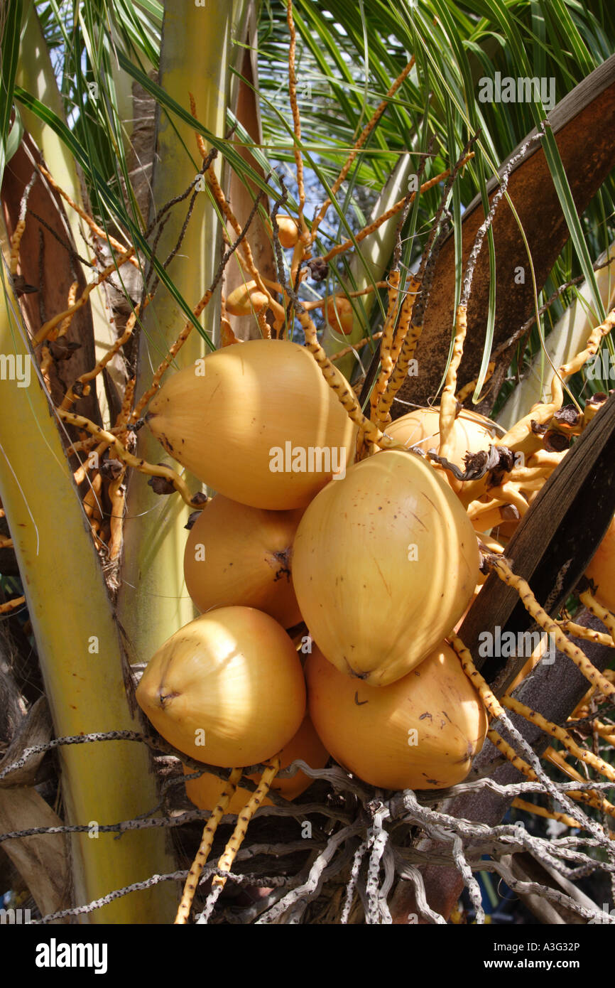 Bunch of Coconuts Stock Photo - Alamy