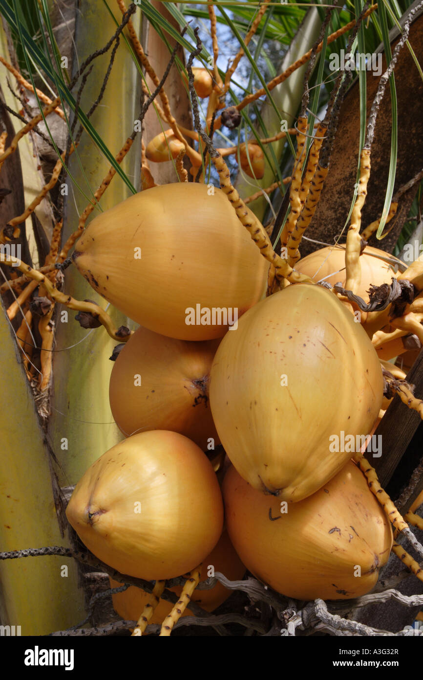 Bunch of Coconuts Stock Photo - Alamy