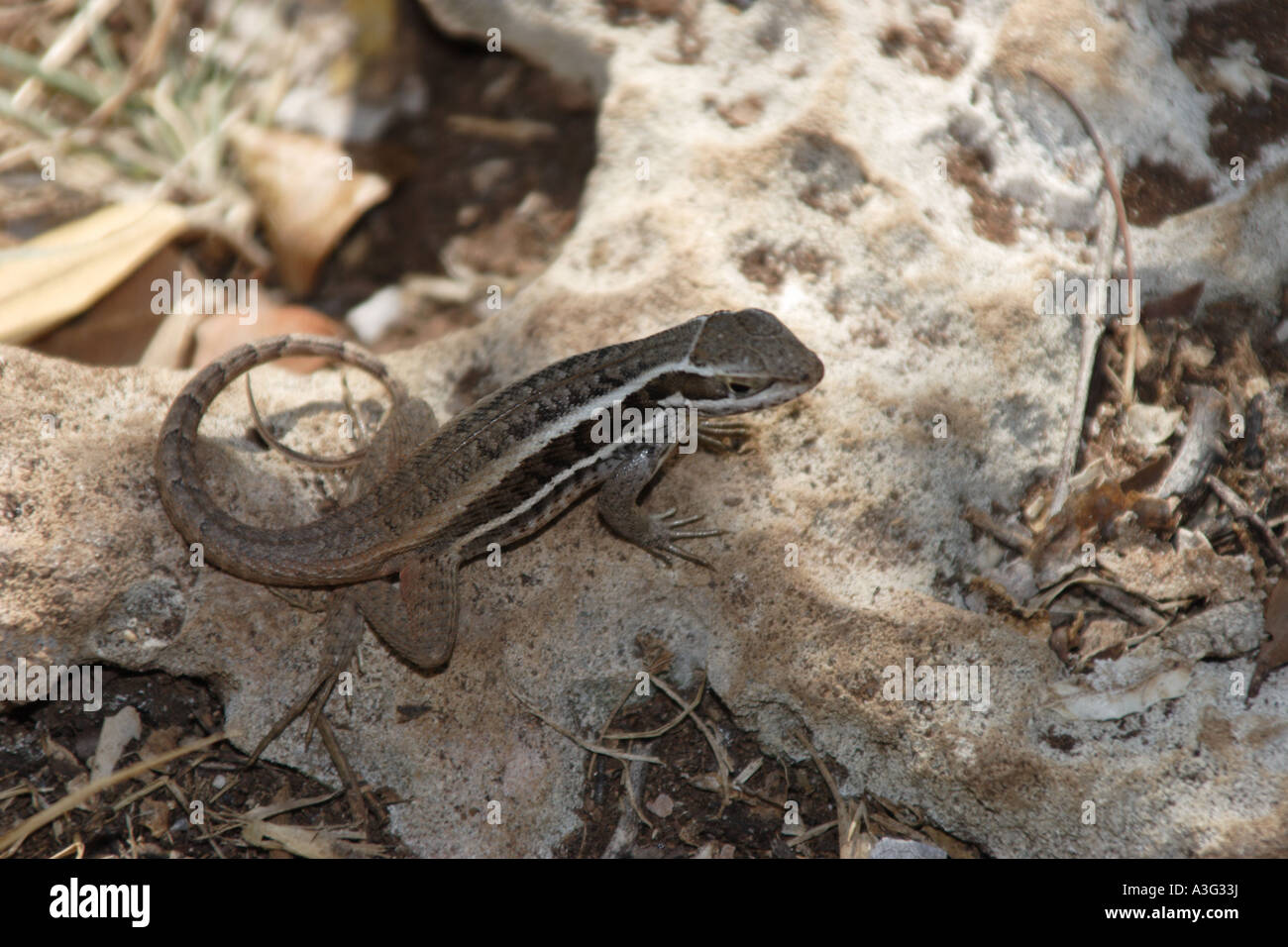 Lizard on Rock Stock Photo - Alamy