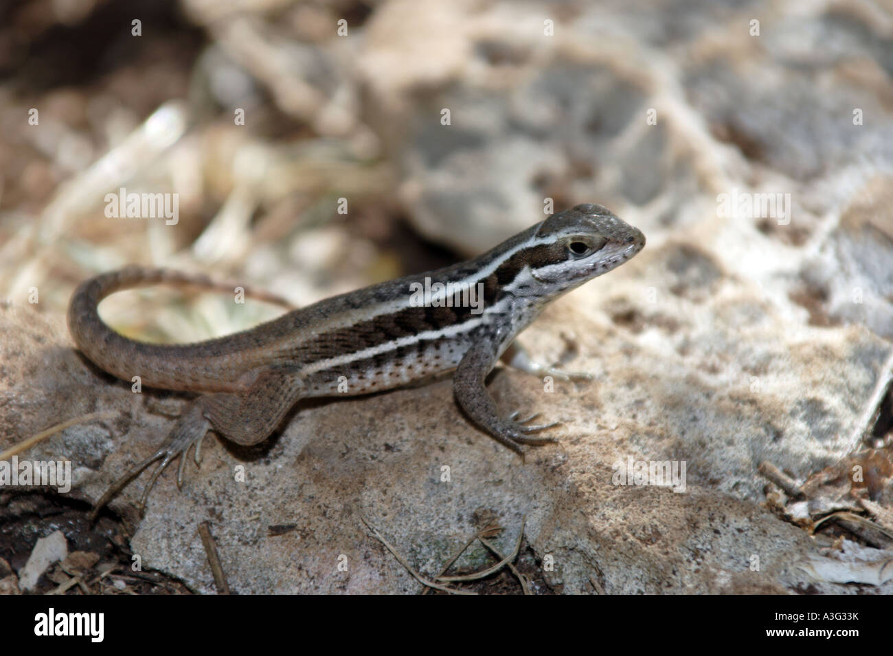 Lizard on Rock Stock Photo - Alamy