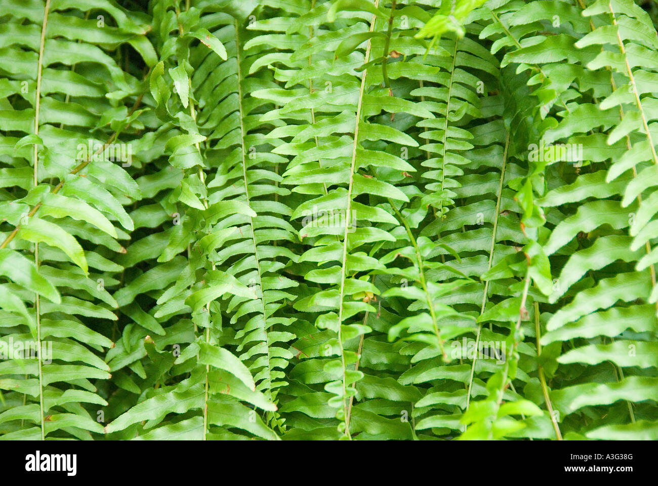 Savannah fern hi-res stock photography and images - Alamy