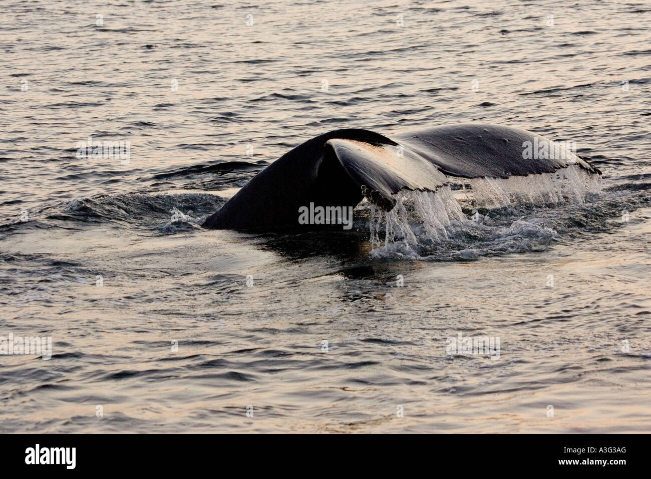 TAIL FLUKE OF A HUMPBACK WHALE MEGAPTERA NOVAEANGLIAE Stock Photo - Alamy