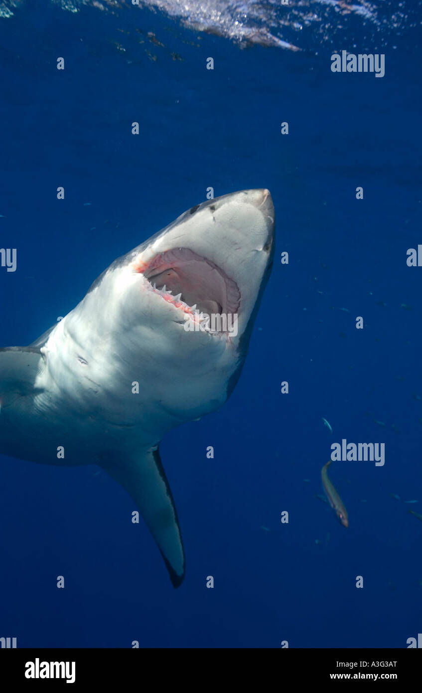 GREAT WHITE SHARK CARCHARODON CARCHARIAS WITH MOUTH AGAPE GUADALUPE ...