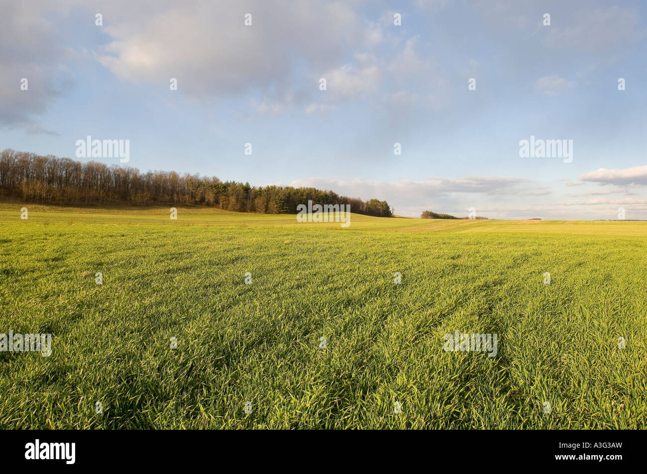 Young spring wheat hi-res stock photography and images - Alamy