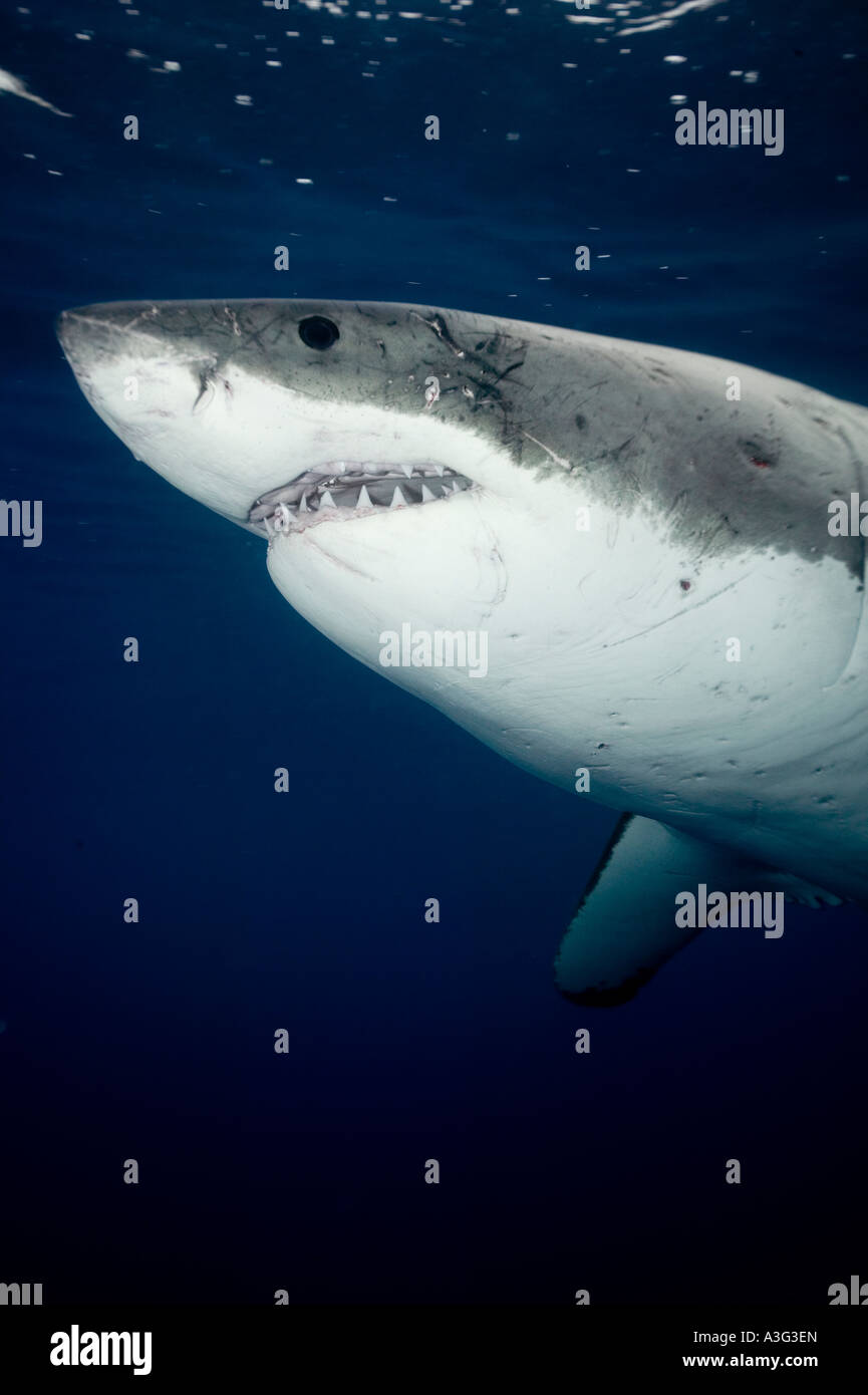 Carcharhinus carcharias hi-res stock photography and images - Alamy