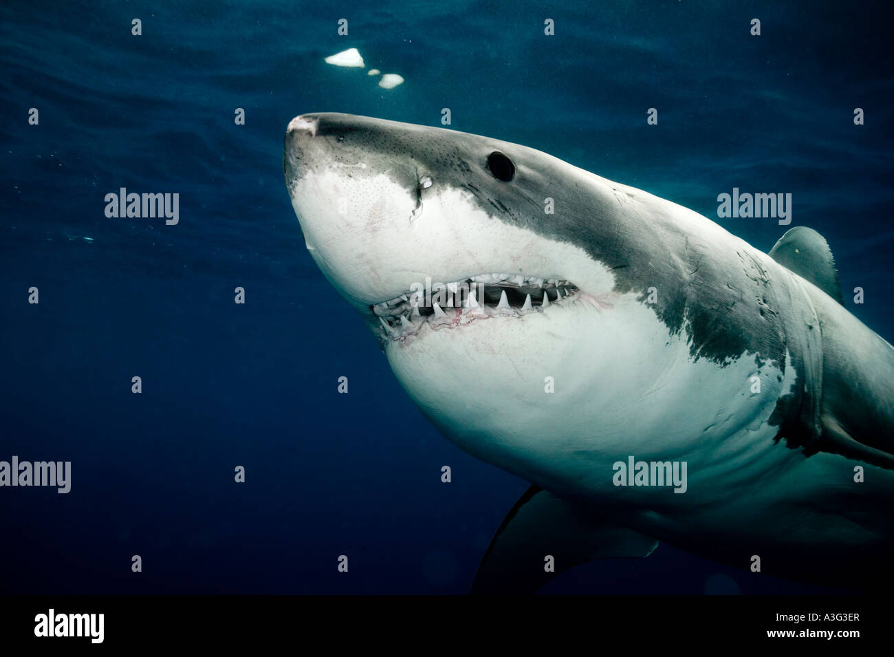 W53e732d hi-res stock photography and images - Alamy