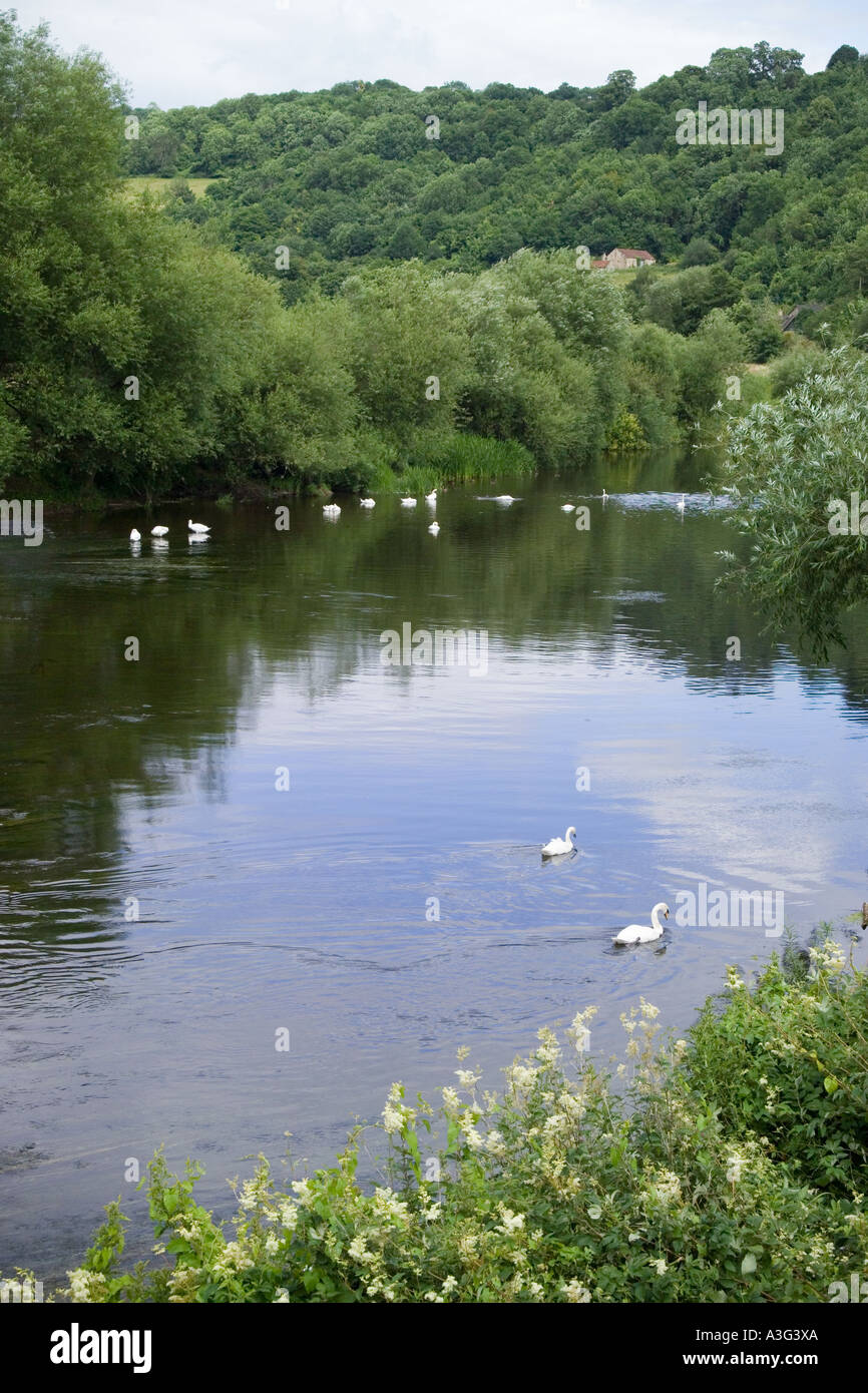 Swans on the River Wye skirting the Forest of Dean at Lower Lydbrook ...