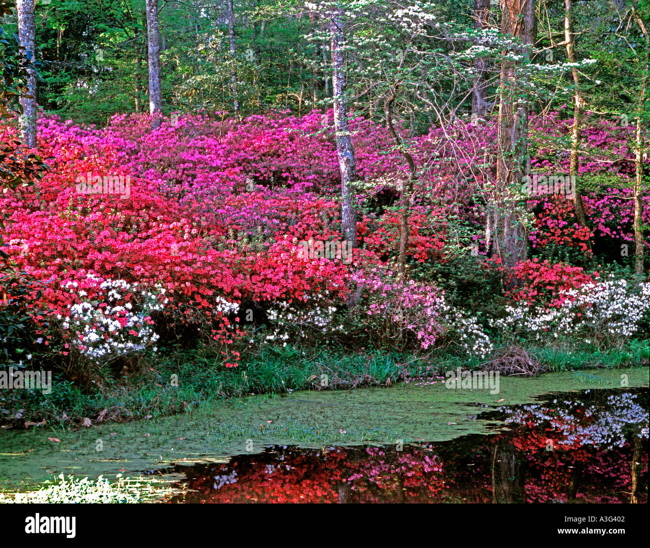 Magnolia Gardens near Charleston in South Carolina with Spring blooms ...