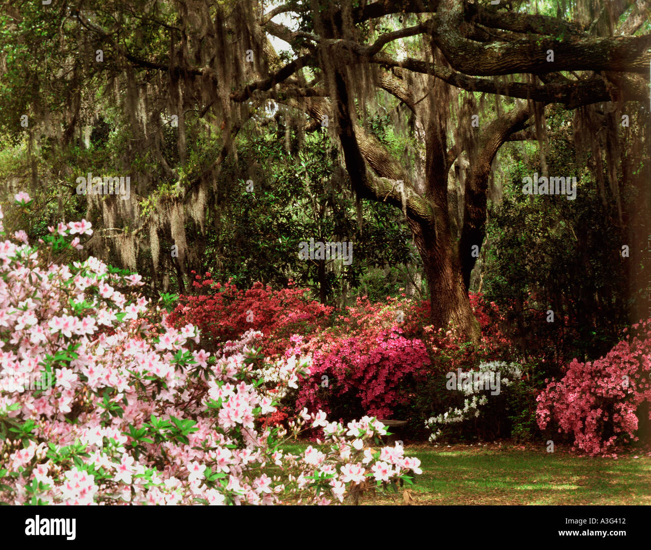 Pure white azalea hi-res stock photography and images - Alamy