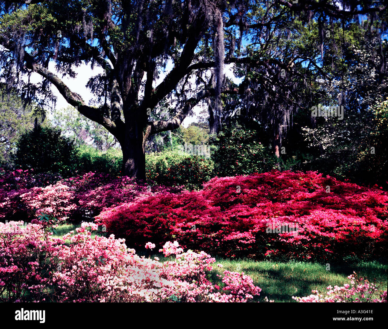 Orton Plantation Gardens near Wilmington in North Carolina with huge ...