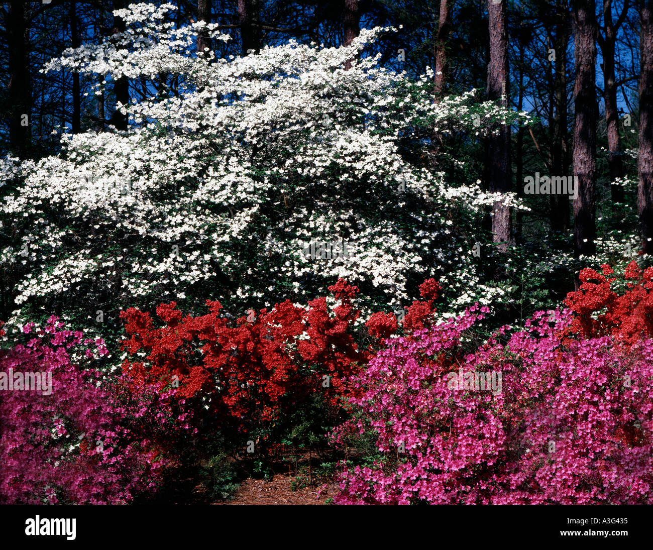 Greenfield Gardens at Wilmington in North Carolina showing dogwood ...