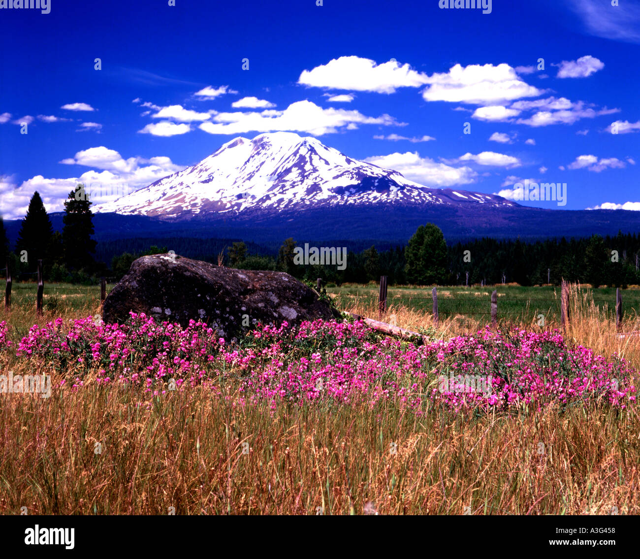 Mount Adams in Washington with blooming wild sweet peas in foreground ...