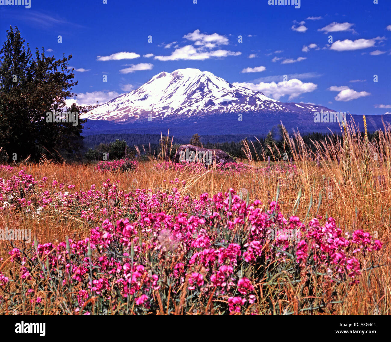 Glaciers and floral foreground hi-res stock photography and images - Alamy