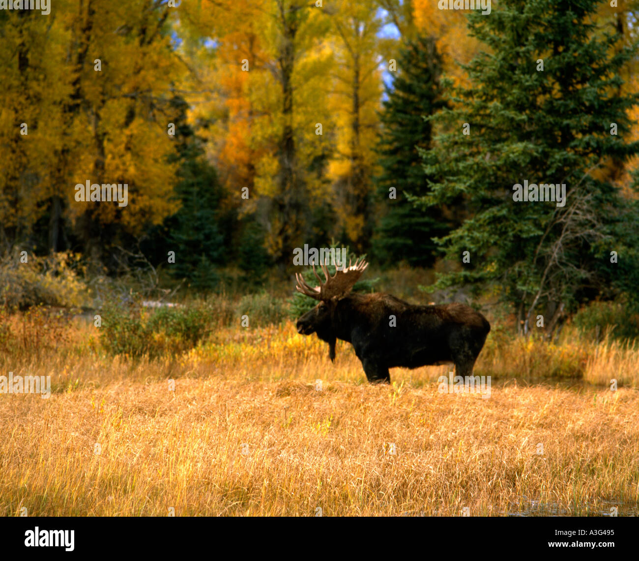 A Bull Moose alces alces shown grazing in a swampy area of a beaver ...