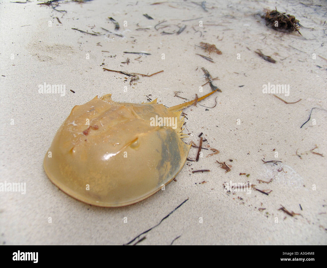 Horseshoe crab research limulus hi-res stock photography and images - Alamy