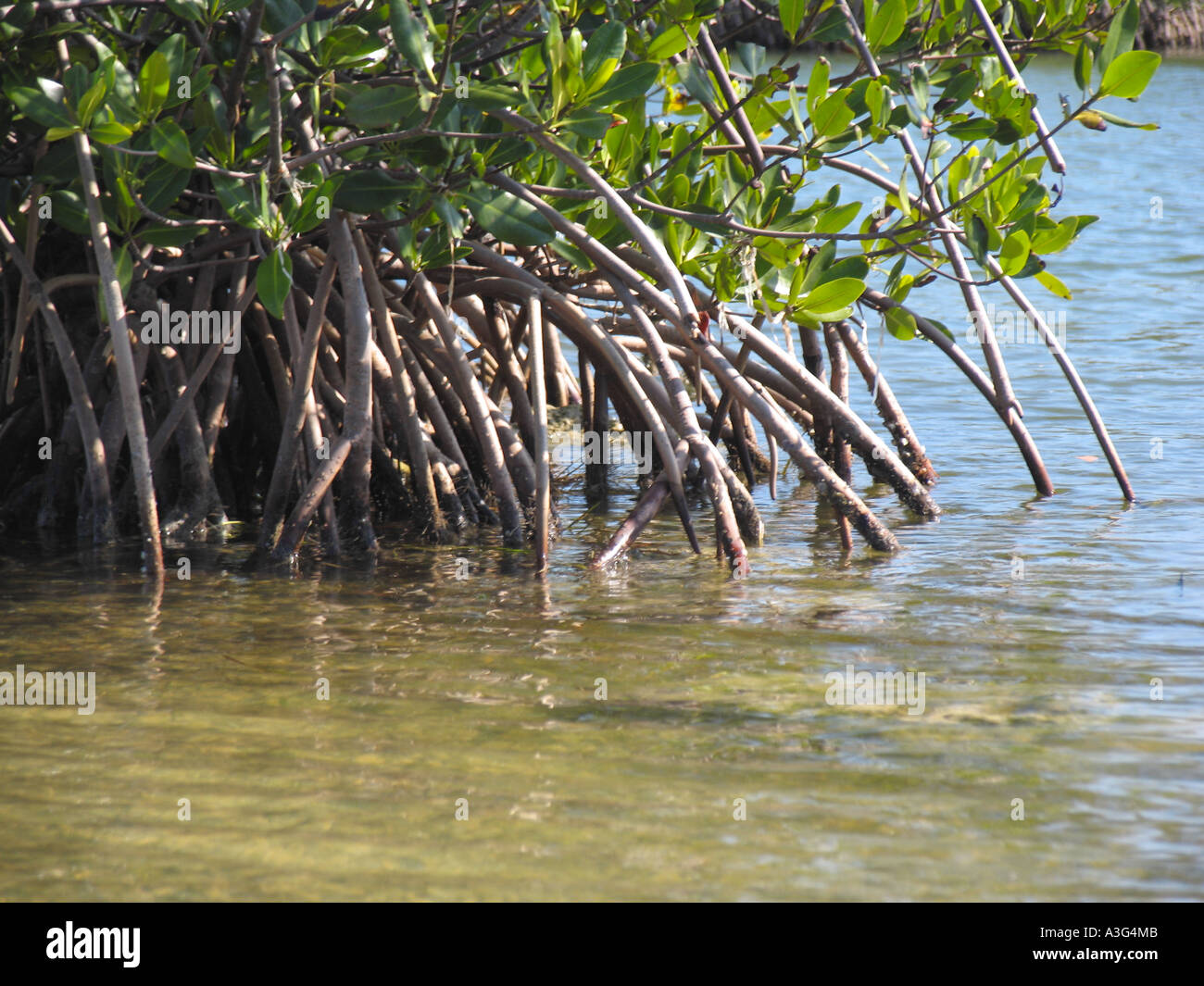 Rhizophora spp John Pennekamp Coral Reef State Park Stock Photo - Alamy