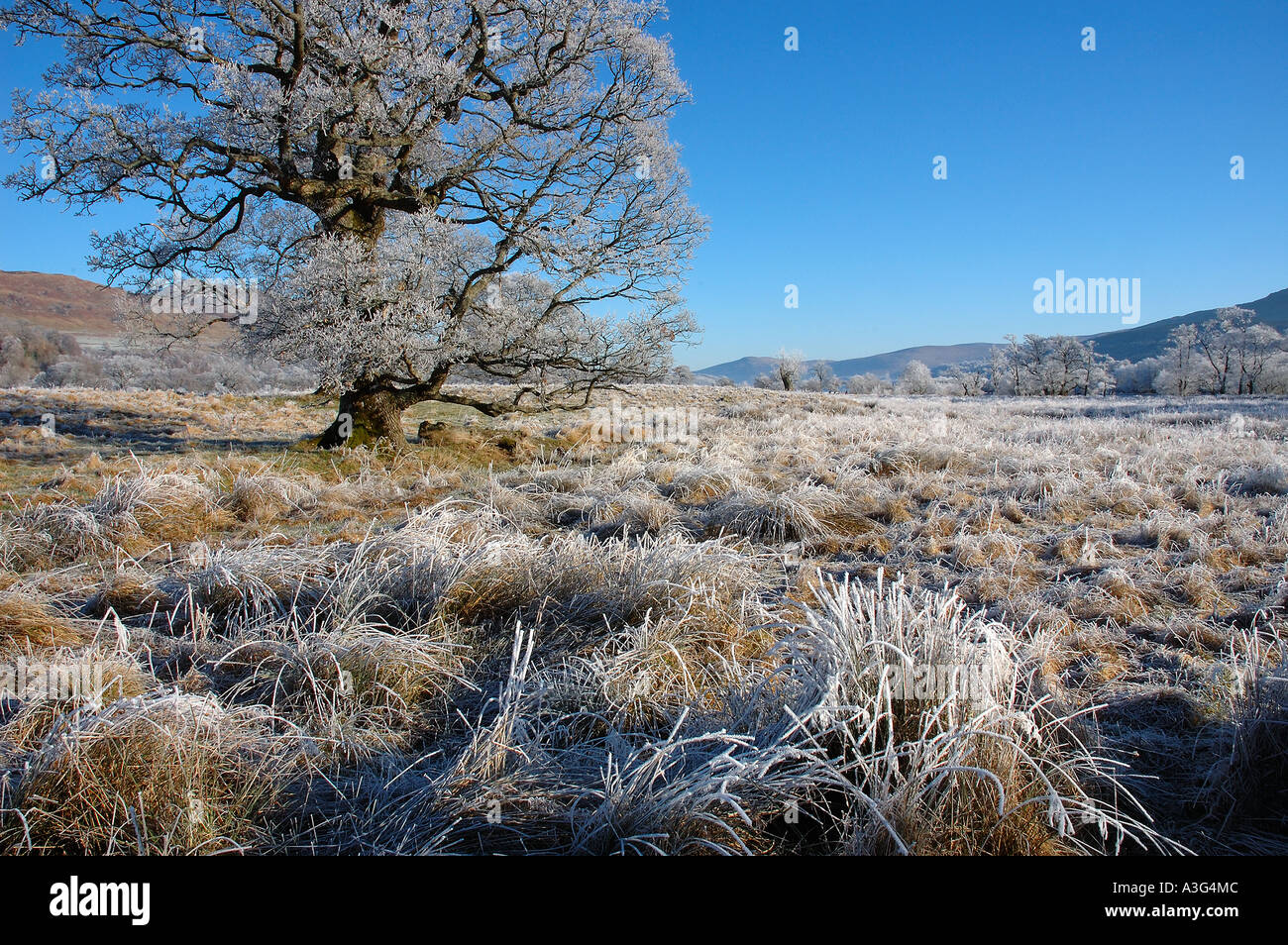 Frosted oak tree with low hills behind under a blue winter sky near ...