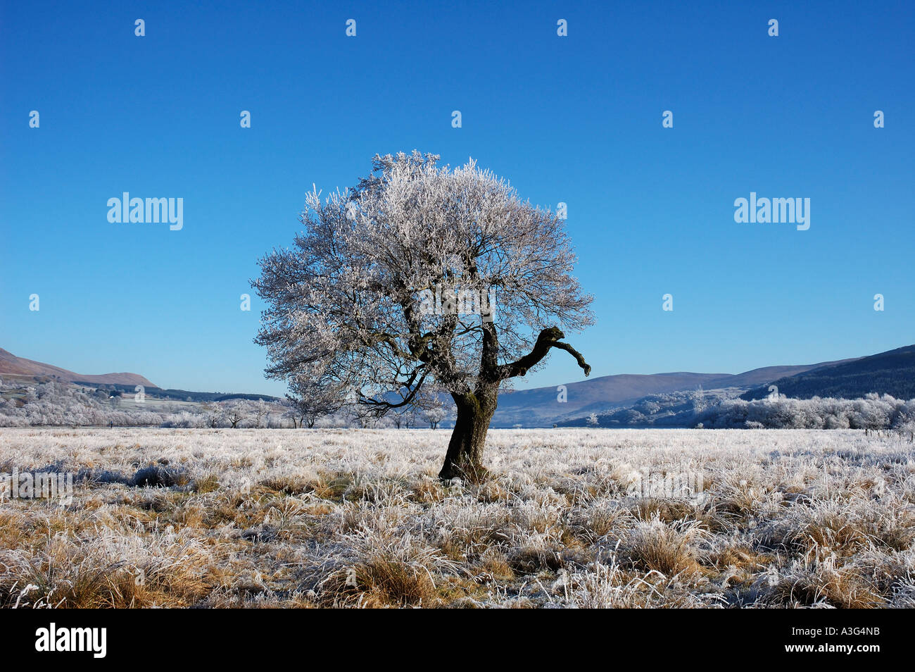 Winter landscape with heavily frosted alder tree under a blue winter ...