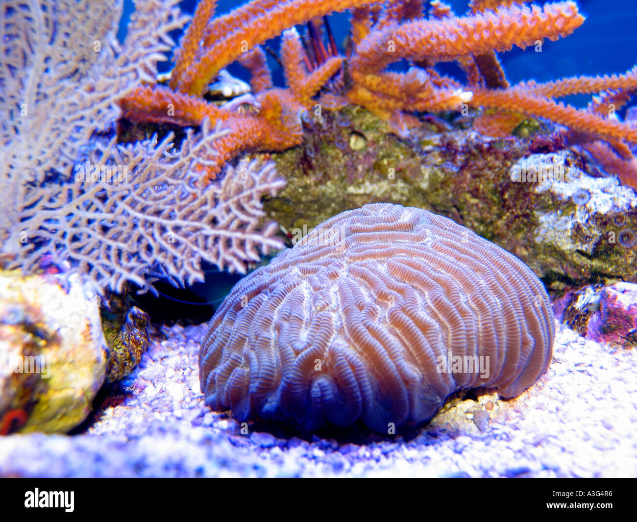 Coral particles hi-res stock photography and images - Alamy