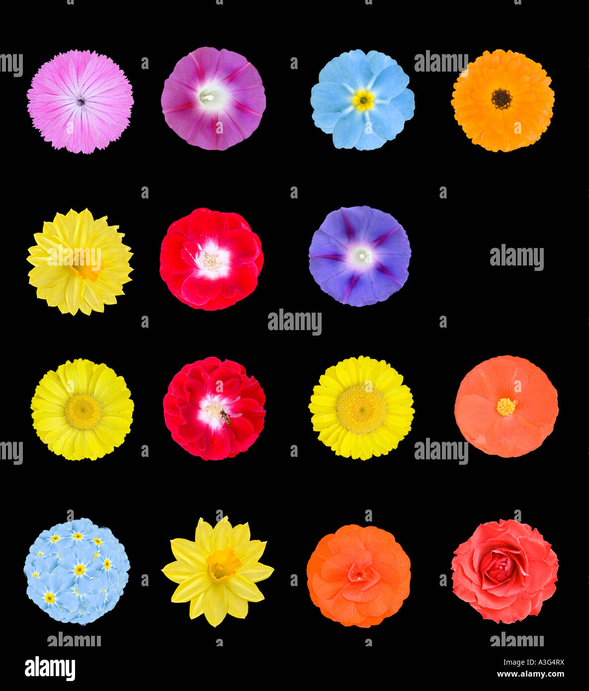 Cut out flower hi-res stock photography and images - Alamy