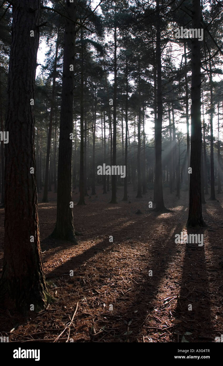 Swinley Forest Mist Stock Photo - Alamy