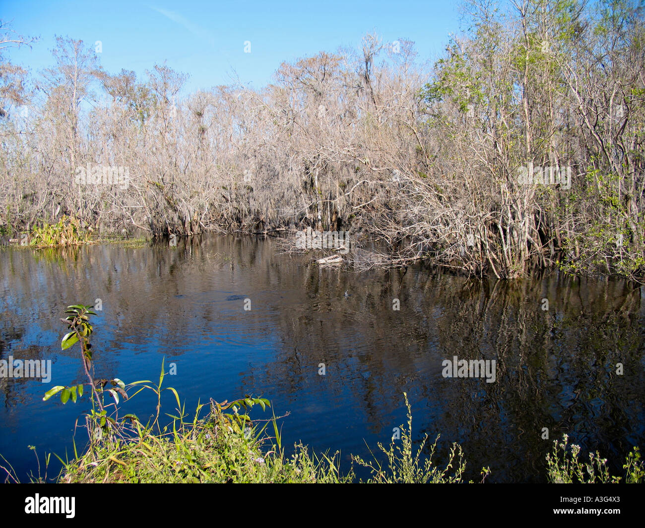 Tocobaga florida hi-res stock photography and images - Alamy