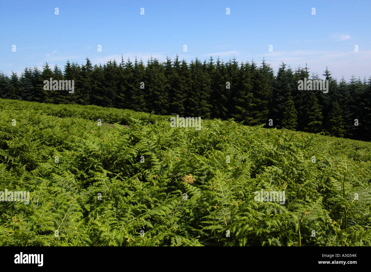 ferns and conifer plantation on dartmoor Stock Photo - Alamy