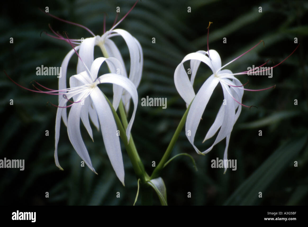 Swamp Lilly in Everglades National Park Florida USA Stock Photo - Alamy