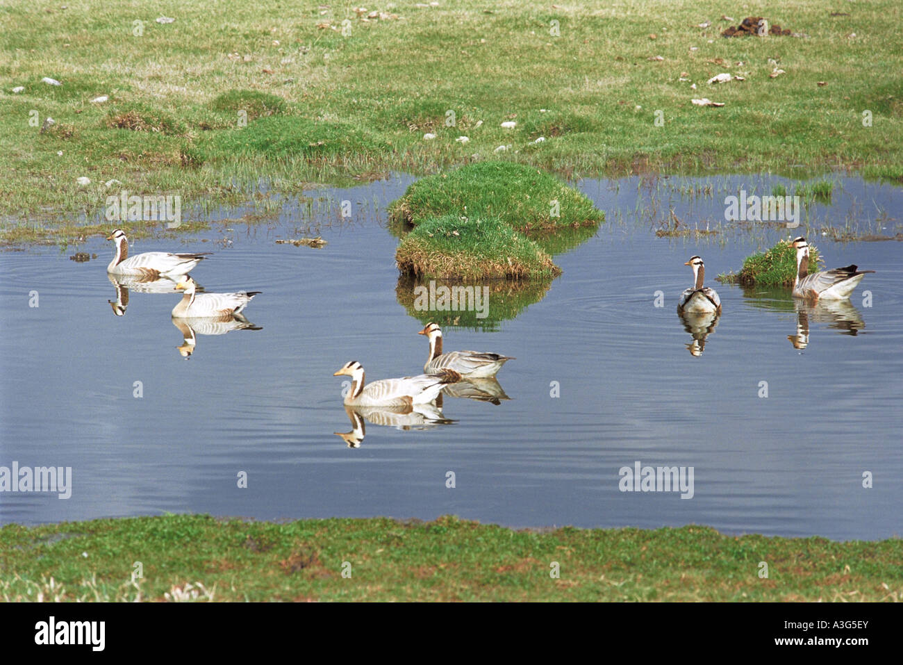 Bar-headed Goose Anser indicus swimming in a puddle. Khatgal village ...