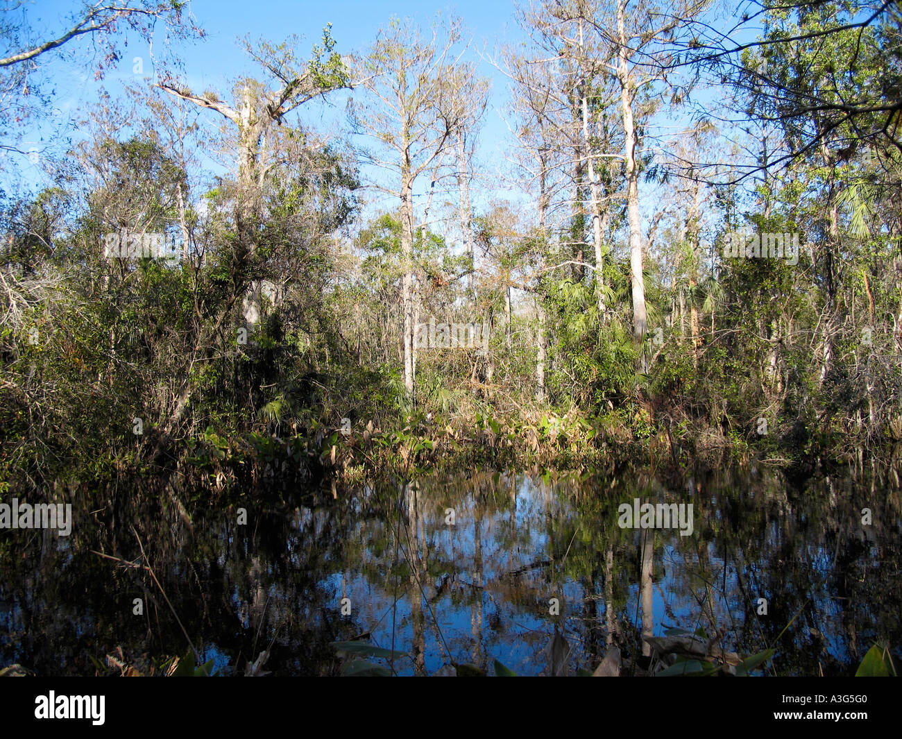 Tocobaga florida hi-res stock photography and images - Alamy